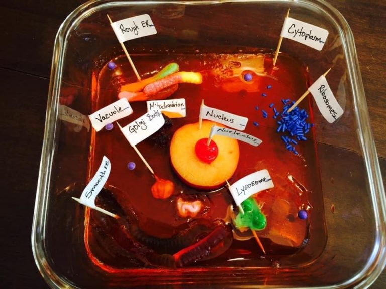 Making a Jell-O Cell in Your Homeschool